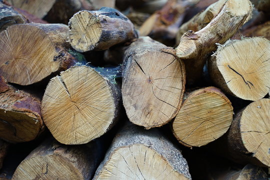 Imágenes de Legna: descubre bancos de fotos, ilustraciones, vectores y ...