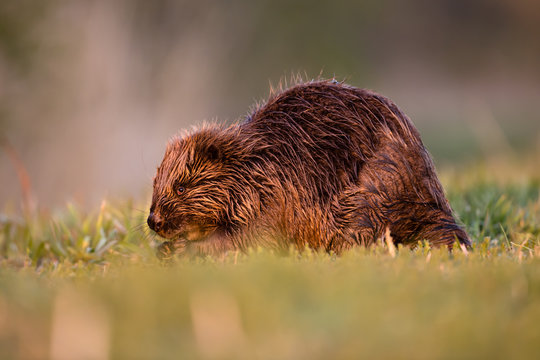 รูปภาพCastoridae – เลือกดูภาพถ่ายสต็อก เวกเตอร์ และวิดีโอ762 | Adobe Stock