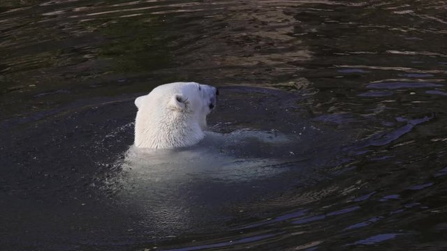 Hypercarnivorous Images – Browse 400 Stock Photos, Vectors, and Video ...