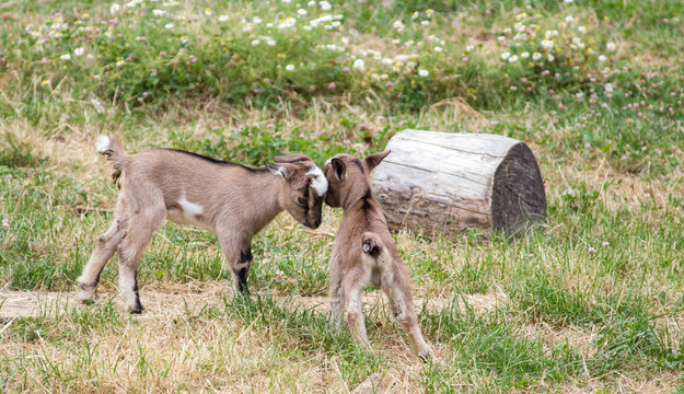 「Capretti」の写真素材 | 47件の無料イラスト画像 | Adobe Stock