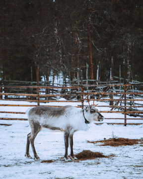 Lappish Bilder – Durchsuchen 1,268 Archivfotos, Vektorgrafiken und ...