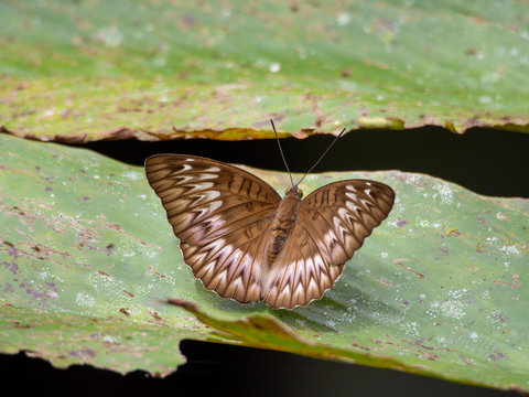รูปภาพEuthalia – เลือกดูภาพถ่ายสต็อก เวกเตอร์ และวิดีโอ154 | Adobe Stock
