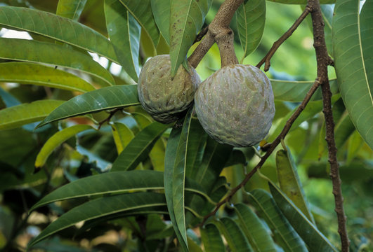 「Attier」の画像 - 34 件の Stock 写真、ベクターおよびビデオ | Adobe Stock