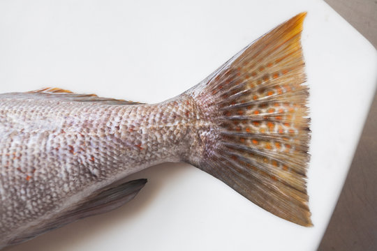 Trambollo Images – Browse 7 Stock Photos, Vectors, and Video | Adobe Stock