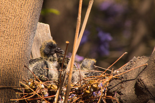 Taubenbabys Bilder – Durchsuchen 11,563 Archivfotos, Vektorgrafiken und ...