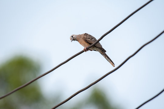 รูปภาพKurokutok – เลือกดูภาพถ่ายสต็อก เวกเตอร์ และวิดีโอ1,546 | Adobe Stock