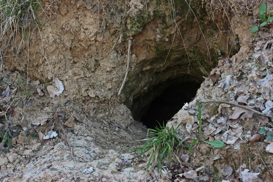 「Dachsbau」の写真素材 | 77件の無料イラスト画像 | Adobe Stock