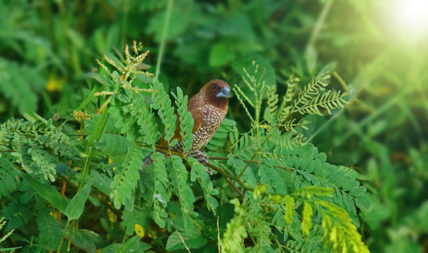 "Bird Isolated" Images – Browse 1,495 Stock Photos, Vectors, and Video ...