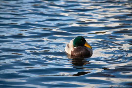 Natatorial Bilder – Durchsuchen 1,682 Archivfotos, Vektorgrafiken und ...