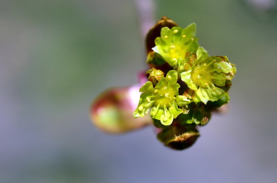 Lindenpollen-Bilder: Stock-Fotos & -Videos. | Adobe Stock