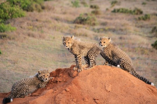 รูปภาพGeparden – เลือกดูภาพถ่ายสต็อก เวกเตอร์ และวิดีโอ520 | Adobe Stock