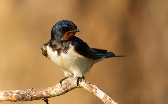 Hirundo bilder – Bläddra bland 8,354 stockfoton, vektorer och videor ...