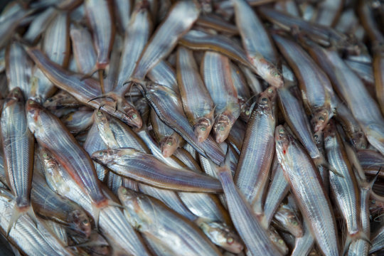 "Bangladeshi Fish" Images – Browse 43 Stock Photos, Vectors, and Video ...