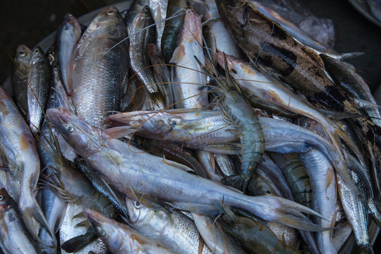 "Bangladeshi Fish" Images – Browse 43 Stock Photos, Vectors, and Video ...