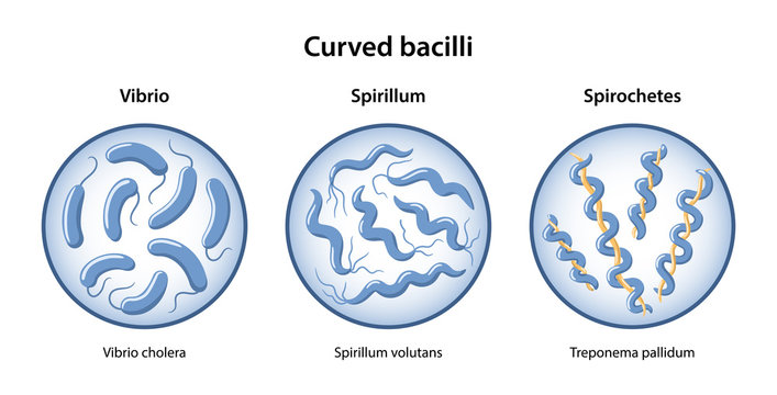 357 BEST Spirillum IMAGES, STOCK PHOTOS & VECTORS | Adobe Stock