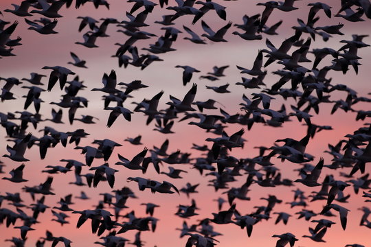 รูปภาพ"Flock Of Birds" – เลือกดูภาพถ่ายสต็อก เวกเตอร์ และวิดีโอ25,601 ...