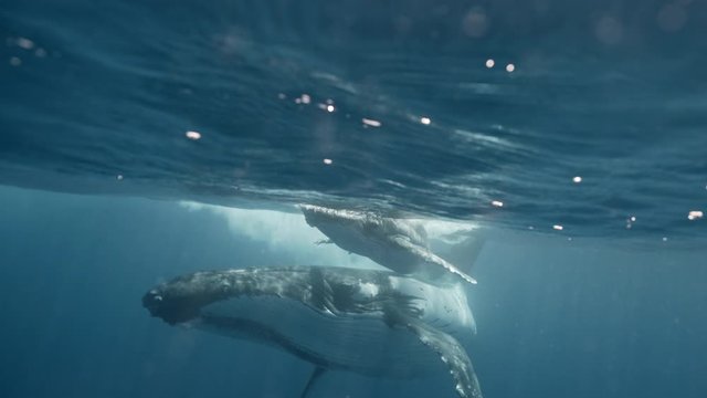 Underwater Whales Images – Browse 129,009 Stock Photos, Vectors, and ...
