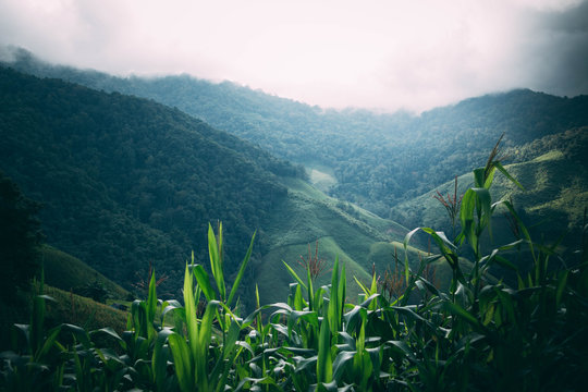 รูปภาพPua – เลือกดูภาพถ่ายสต็อก เวกเตอร์ และวิดีโอ3,467 | Adobe Stock