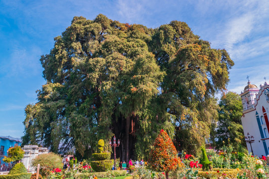 Ahuehuete bilder – Bläddra bland 271 stockfoton, vektorer och videor ...