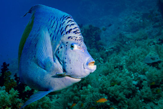 รูปภาพPollyfish – เลือกดูภาพถ่ายสต็อก เวกเตอร์ และวิดีโอ6,968 | Adobe Stock