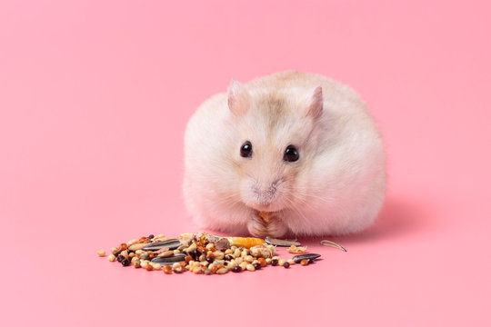 Hamsterbacken Bilder – Durchsuchen 1,862 Archivfotos, Vektorgrafiken ...
