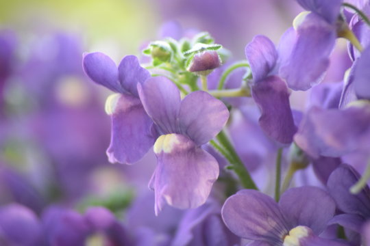 รูปภาพPlanze – เลือกดูภาพถ่ายสต็อก เวกเตอร์ และวิดีโอ1,579 | Adobe Stock