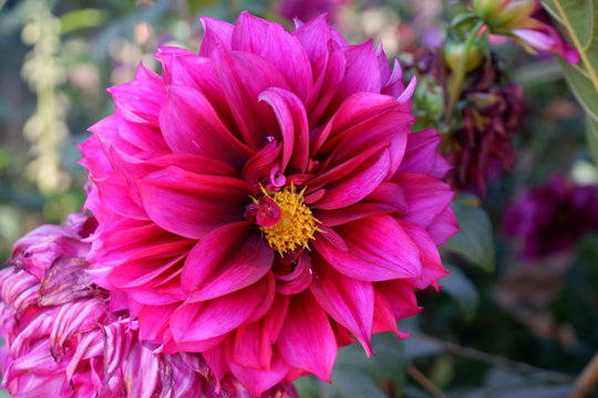 รูปภาพDalia – เลือกดูภาพถ่ายสต็อก เวกเตอร์ และวิดีโอ8,161 | Adobe Stock