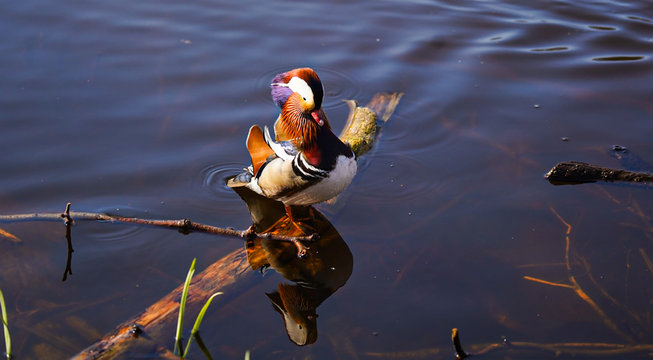 Entenangeln-Bilder: Stock-Fotos & -Videos. | Adobe Stock
