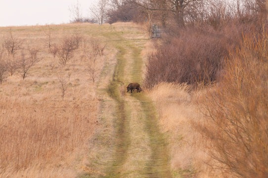 Dzik Images – Browse 568 Stock Photos, Vectors, and Video | Adobe Stock