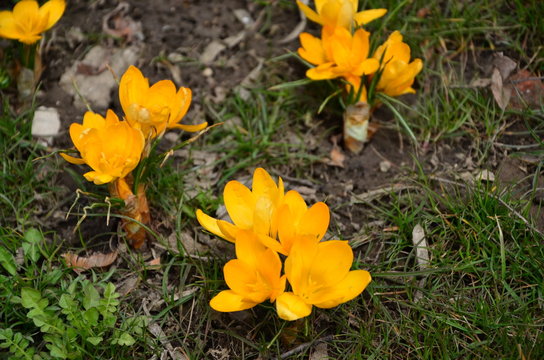 Zolte 이미지 – 찾아보기 40 스톡 사진, 벡터 및 비디오 | Adobe Stock