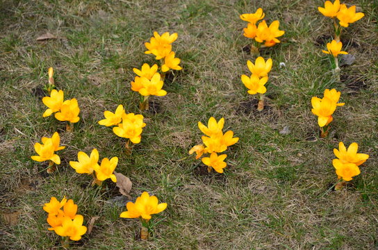 Zolte 이미지 – 찾아보기 40 스톡 사진, 벡터 및 비디오 | Adobe Stock