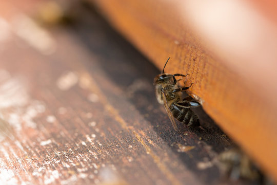 รูปภาพMoskito – เลือกดูภาพถ่ายสต็อก เวกเตอร์ และวิดีโอ2,809 | Adobe Stock