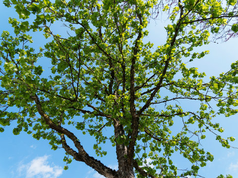 Haselnussbaum Bilder – Durchsuchen 1,816 Archivfotos, Vektorgrafiken ...