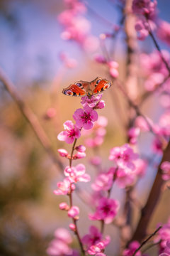 "Japanische Kirsche" Images – Parcourir 631 le catalogue de photos ...