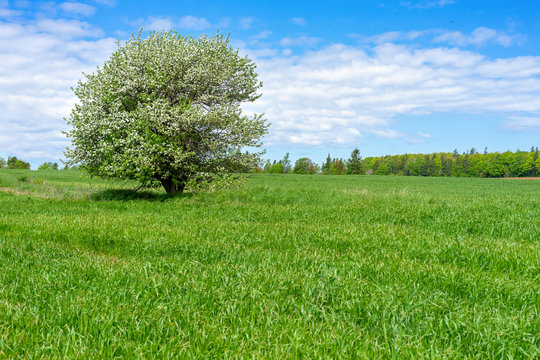 Treeline Images – Browse 28,562 Stock Photos, Vectors, and Video ...