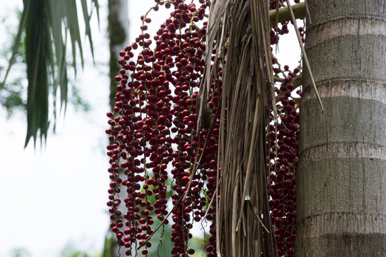 Palmiche 影像 – 瀏覽 1,921 個素材庫相片、向量圖和影片 | Adobe Stock