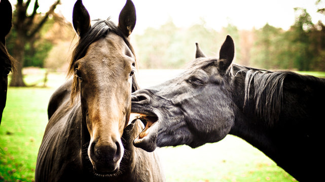 Pferdegebiss Bilder – Durchsuchen 4,215 Archivfotos, Vektorgrafiken und ...