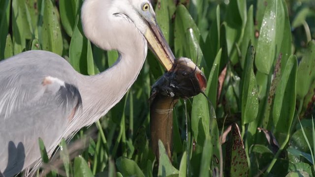 Imágenes de "Fish In Mouth": descubre bancos de fotos, ilustraciones ...