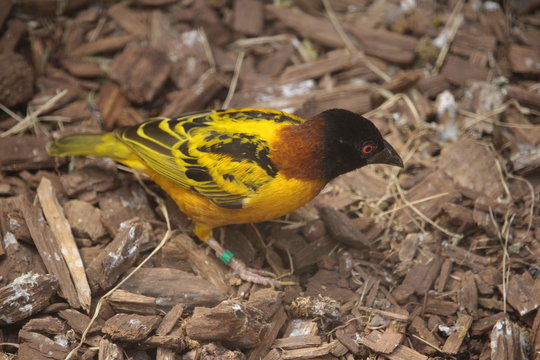 Burd Images – Browse 241 Stock Photos, Vectors, and Video | Adobe Stock