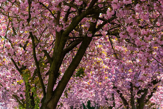 Kirschblütenbaum-Bilder: Stock-Fotos & -Videos. | Adobe Stock