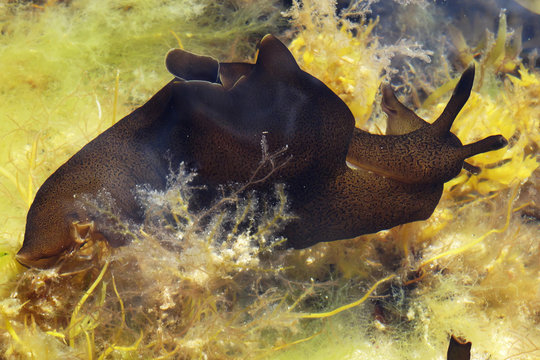 Anaspidea Bilder – Durchsuchen 626 Archivfotos, Vektorgrafiken und ...