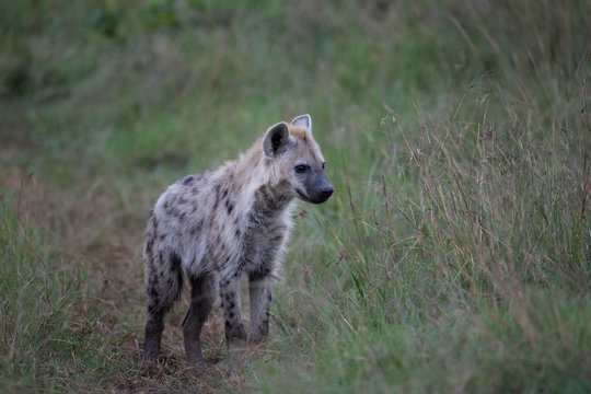 "Spotted Hyena" Bilder – Durchsuchen 13,851 Archivfotos, Vektorgrafiken ...