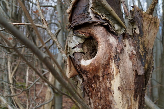 「Astloch」の画像 - 3,600 件の Stock 写真、ベクターおよびビデオ | Adobe Stock