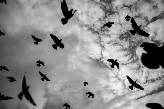 Migrate Bilder – Durchsuchen 91,400 Archivfotos, Vektorgrafiken und ...