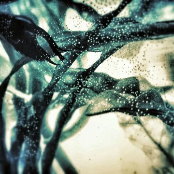 Laminariales Bilder – Durchsuchen 48,236 Archivfotos, Vektorgrafiken ...