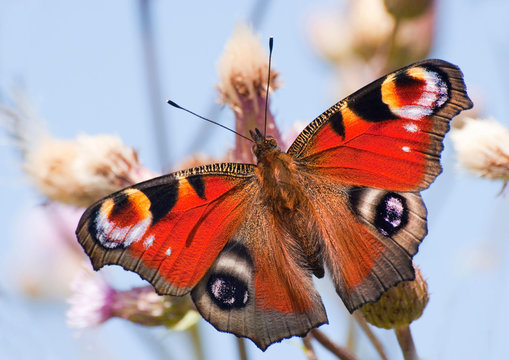 รูปภาพMotyle – เลือกดูภาพถ่ายสต็อก เวกเตอร์ และวิดีโอ1,308 | Adobe Stock