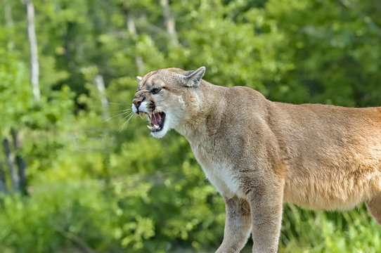 Mountain Lion Snarl