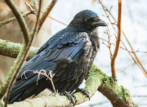 Rabe bilder – Bläddra bland 6,336 stockfoton, vektorer och videor ...