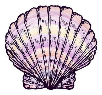 Purple Sea Shell Clip Art