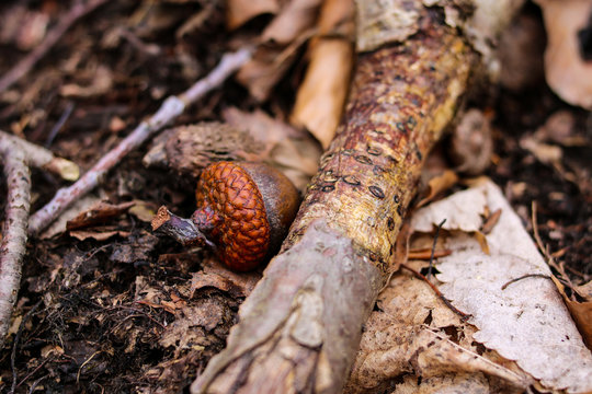 Buchennuss-Bilder: Stock-Fotos & -Videos. | Adobe Stock